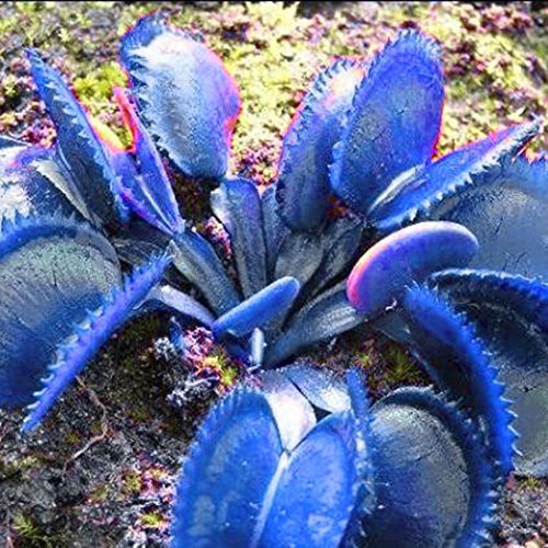 Jual Biji Venus Flytrap Blue - Tanaman Venus Flytrap Biru - Bibit ...