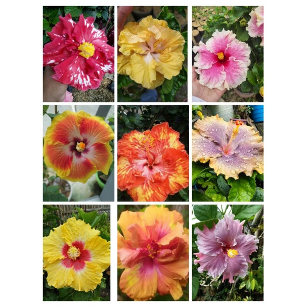 Jual tanaman bunga hibiscus import (bunga sepatu) | Shopee Indonesia
