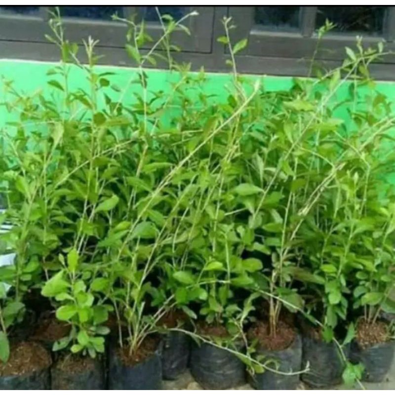 Jual Tanaman Li kwan yu | Shopee Indonesia