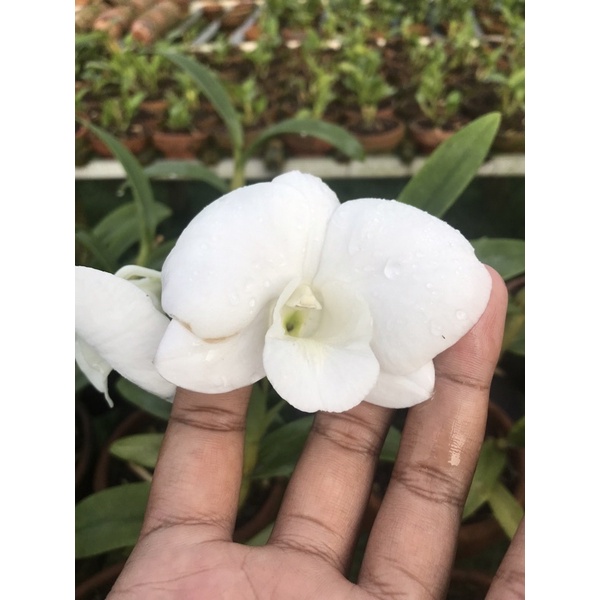 Jual Anggrek Dendrobium White Dove | Shopee Indonesia