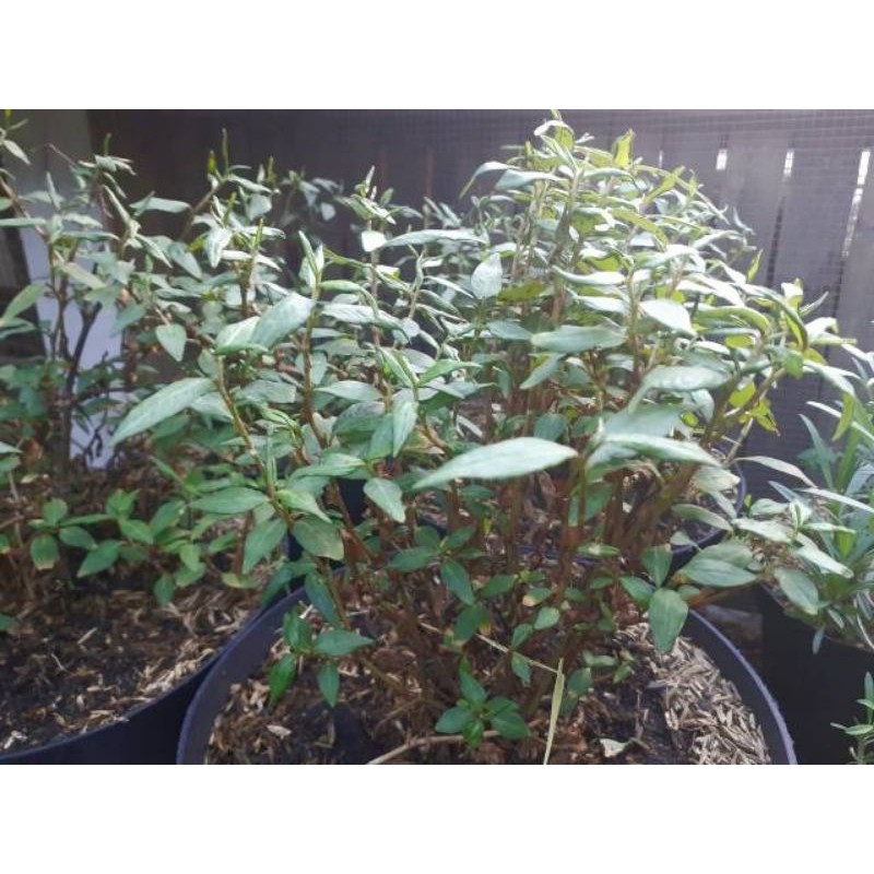 Jual Tanaman Kesum Lebat dan rimbun sudah beserta pot | Shopee Indonesia