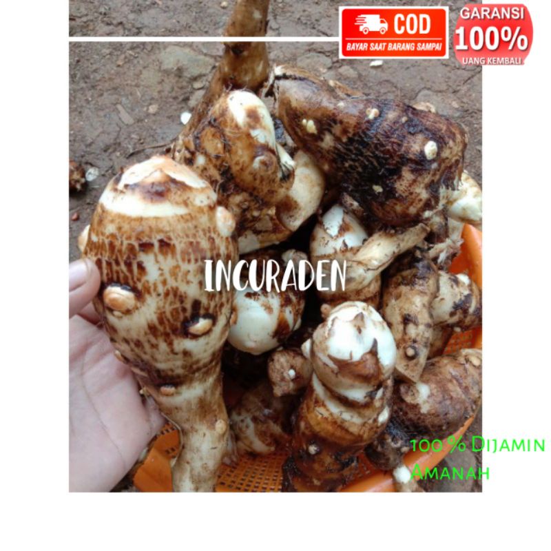 Jual UBI TALAS KIMPUL SEGAR DIJUAL PER 1KG ISI 6 SAMPAI 10 BIJI ...
