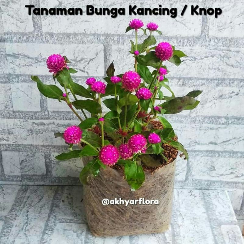Jual Bunga Kancing Knop Tanaman Hias Bunga Rajin Berbunga Bunga Kenop ...