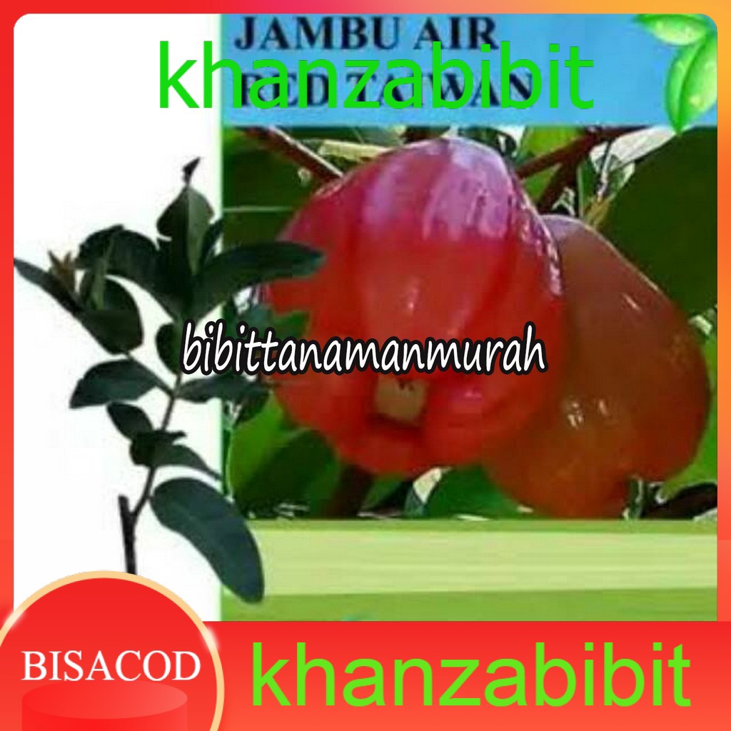 Jual paket 2 bibit jambu air red taiwan (KHANZA) | Shopee Indonesia