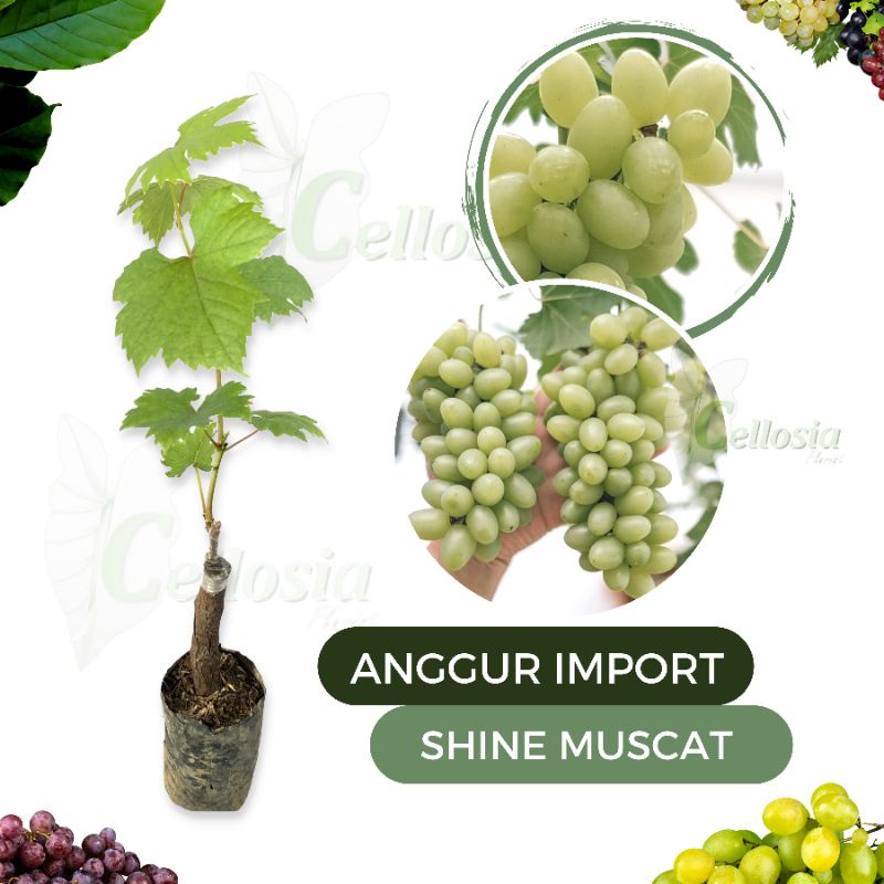 Jual Bibit Tanaman Anggur Import Grafting Bermacam-macam Jenis | Shopee ...