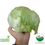 Jual sayur segar selada lektus Lettuce head lettuced organik 1 kg ...