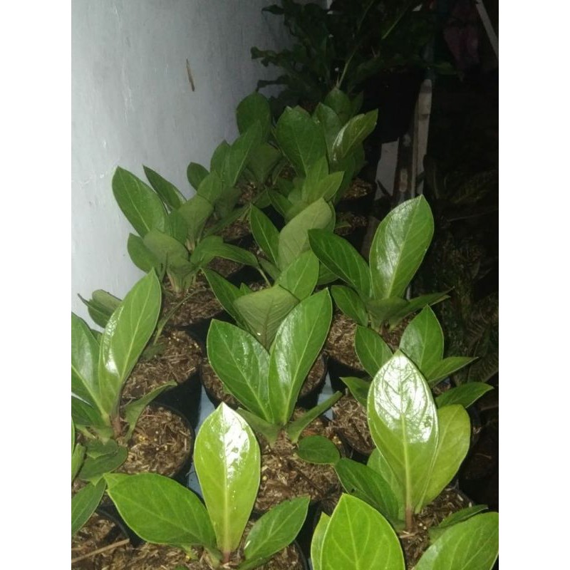 Jual Anturium Jemani Kol | Shopee Indonesia