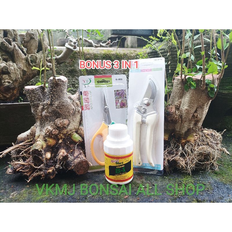 Jual anting putri bogel batang besar | Shopee Indonesia