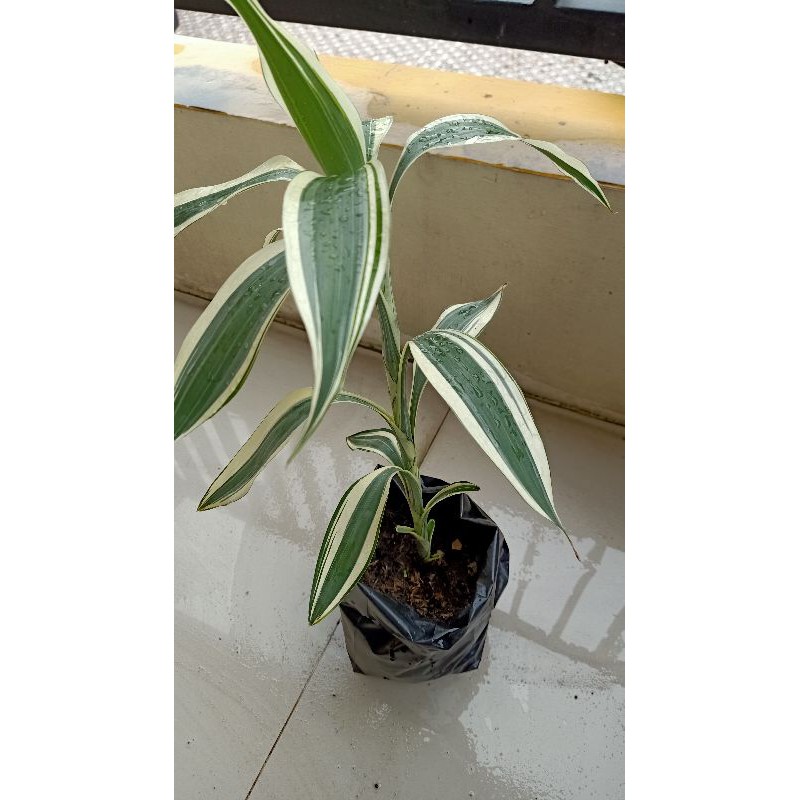 Jual Bambu hias Variegata / Tanaman hoki Sri rezeki | Shopee Indonesia