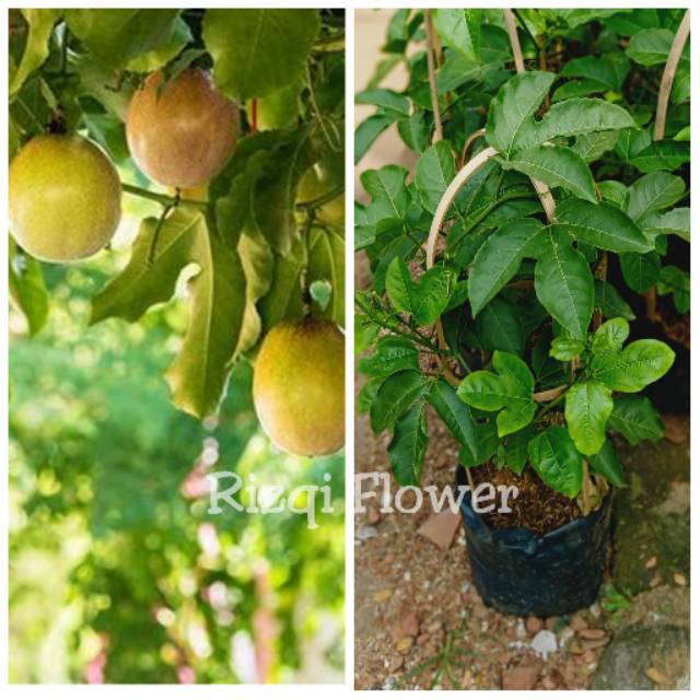 Jual Tanaman buah Markisa | Shopee Indonesia