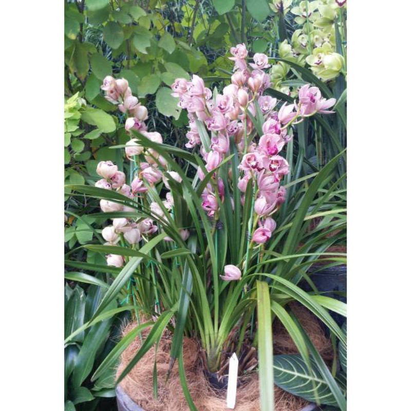 Jual anggrek cymbidium ensifolium pink / anggrek tanah / tanaman hias ...