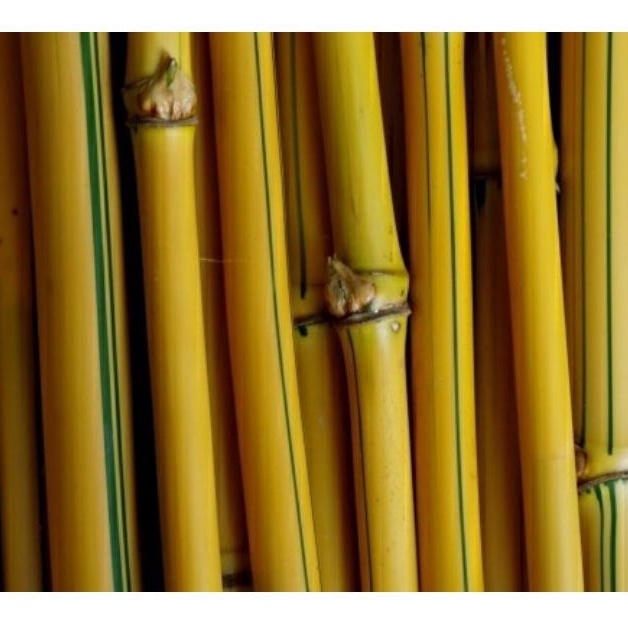 Jual NEW PRODUK BATANG STEK BAMBU KUNING ISI 10pcs uk (60.70.80.90 ...