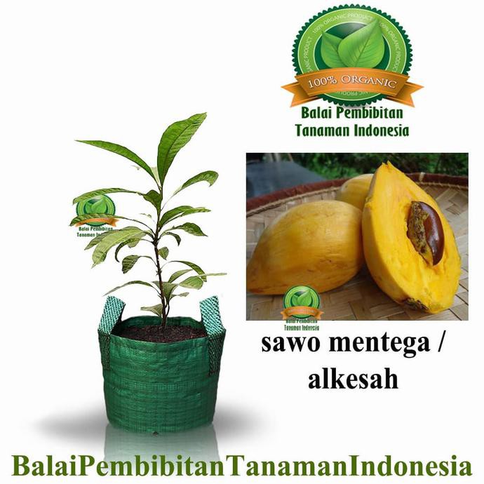 Jual I1F Bibit Sawo Mentega Alkesah / Bibit Buah / Tanaman Murah ...