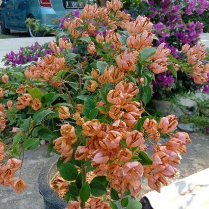 Jual Bugenvil Anggur Orange(bibit) | Shopee Indonesia