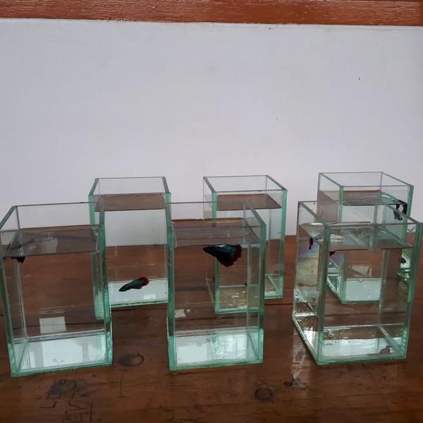 Jual Aquarium Soliter Ikan Cupang Kaca 10x10x15 full 5 mm Min pembelian ...