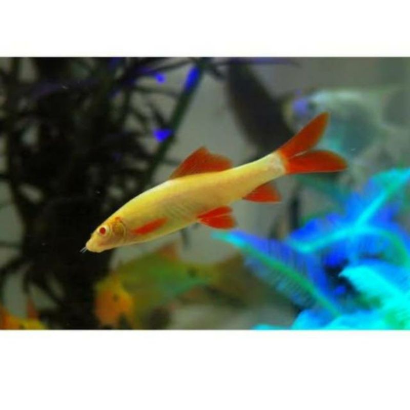 Jual ikan albino red Fin shark | Shopee Indonesia