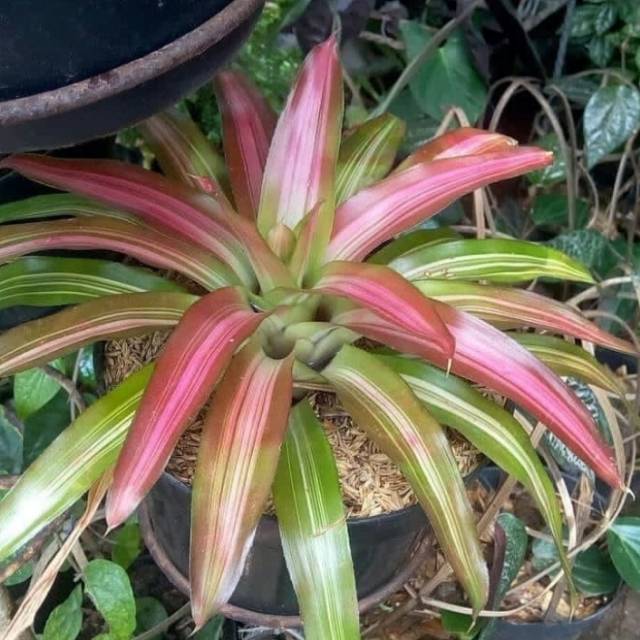 Jual Tanaman hias bromelia mini tricolor / bromelia tricolor | Shopee ...