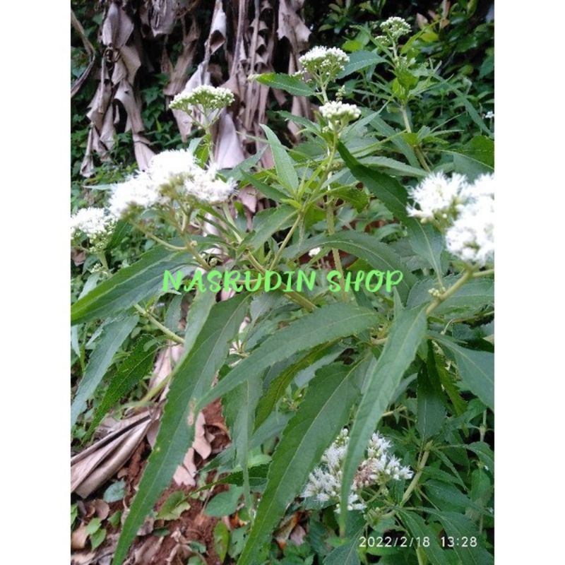 Jual [Fresh] BIBIT DAUN BONSET / EUPATORIUM PERFOLIATUM / BUKAN DAUN ...