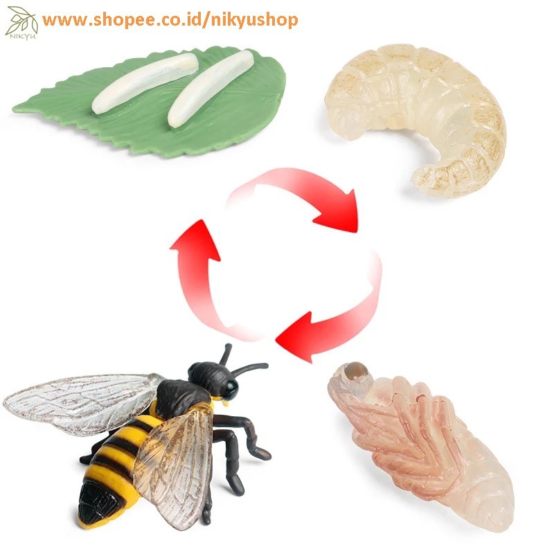 Jual [Nikyushop] Mainan Edukasi Siklus Hidup Hewan Animal Life Cycle ...