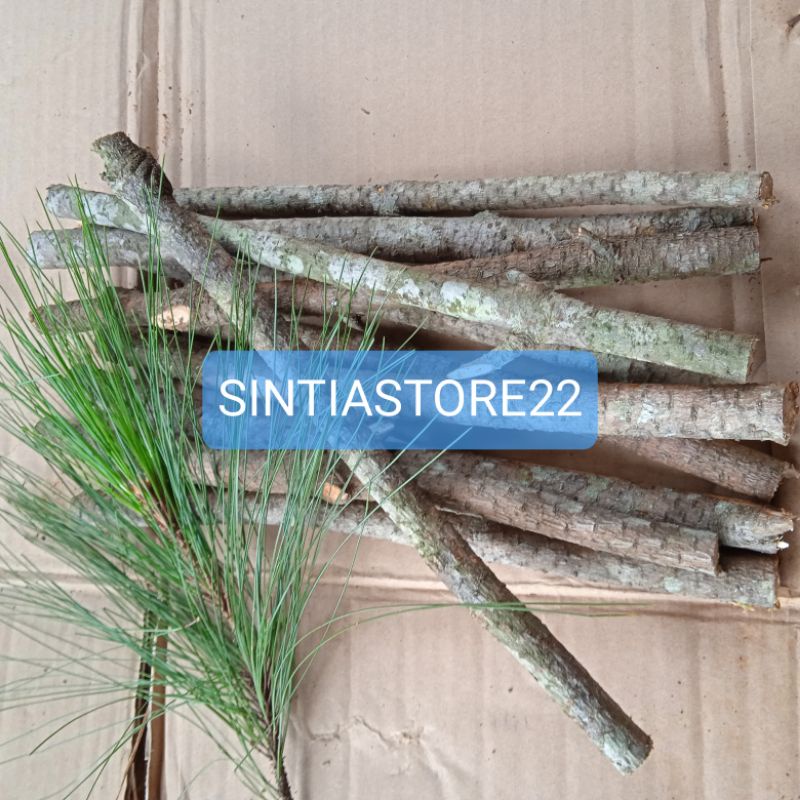 Jual Ranting batang pohon Pinus 30cm isi 10 batang | Shopee Indonesia