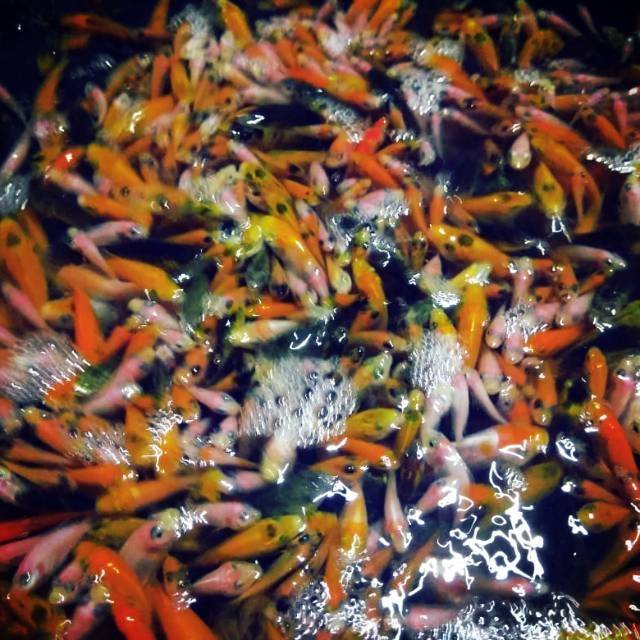 Jual Gojek 200 ekor ikan mas kecil umpan | Shopee Indonesia