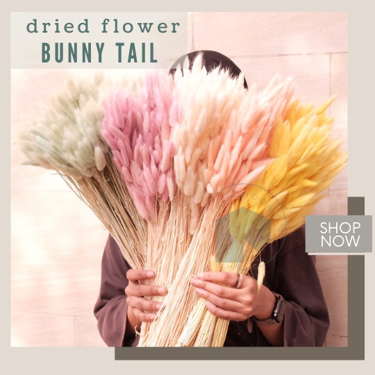 Jual Dried Flower Dekorasi Bunga Kering Rustic Preserved Lagurus Bunny ...