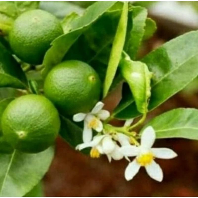 Jual Pohon Jeruk Nipis Bibit Tanaman Pohon Buah Jeruk Nipis | Shopee ... Jual Pohon Jeruk Nipis Bibit Tanaman Pohon Buah Jeruk Nipis | Shopee ...
