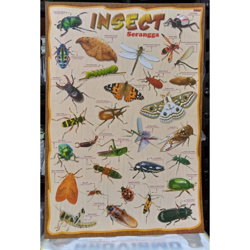 Jual Poster serangga | Shopee Indonesia