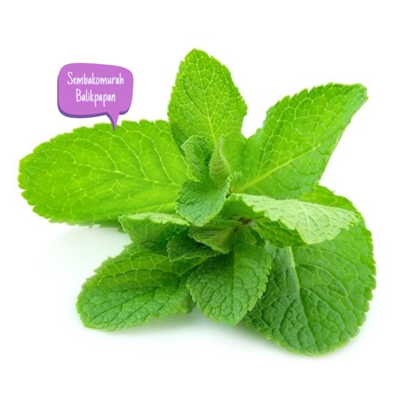 Jual daun mint 1 bouquet (ask for stock) | Shopee Indonesia