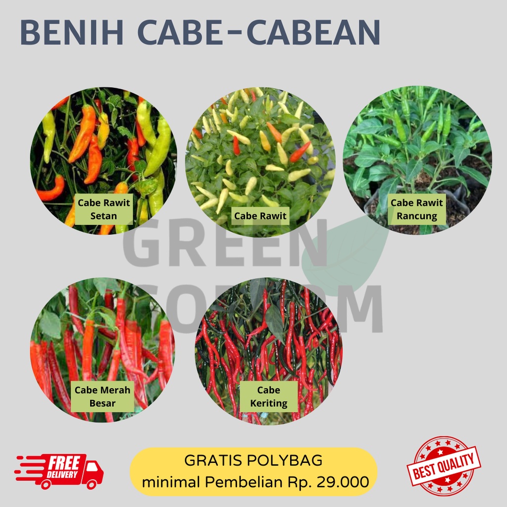 Jual Benih Tanaman- BENIH CABE-CABEAN (Cabai Merah Besar, Cabai ...