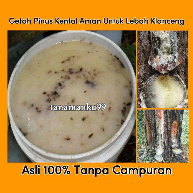 Jual Getah Pinus Resin Sarang Lebah Klanceng Trigona 1kg | Shopee Indonesia