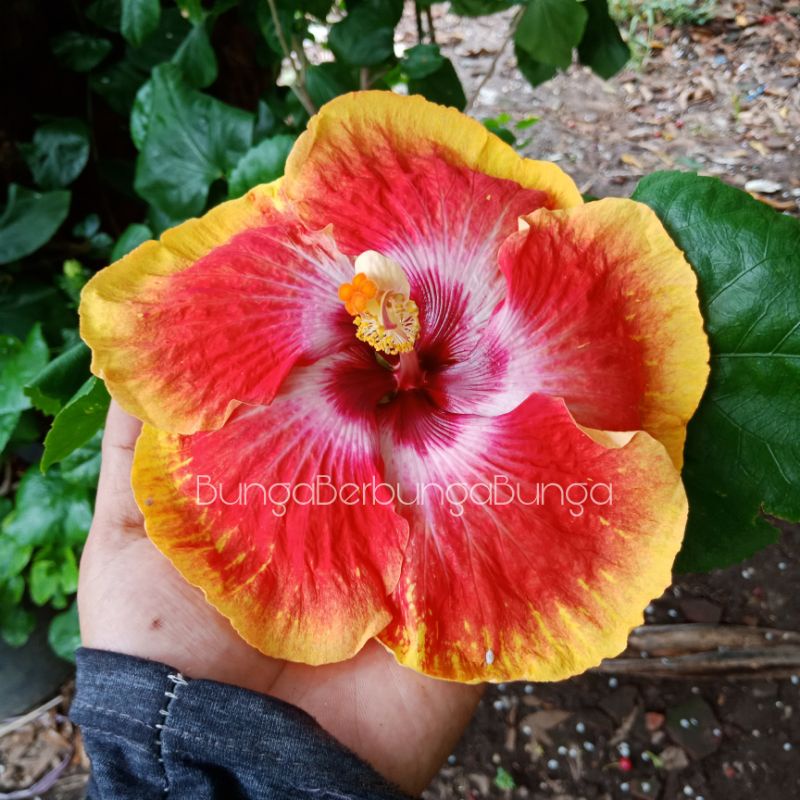 Jual Bibit tanaman bunga sepatu warna baru impor ag hasil grafting ...