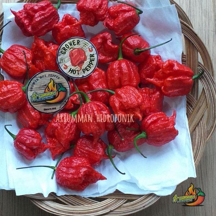 Jual Awal Bulan BUAH Cabe Carolina Reaper Red jenis terpedas di dunia ...