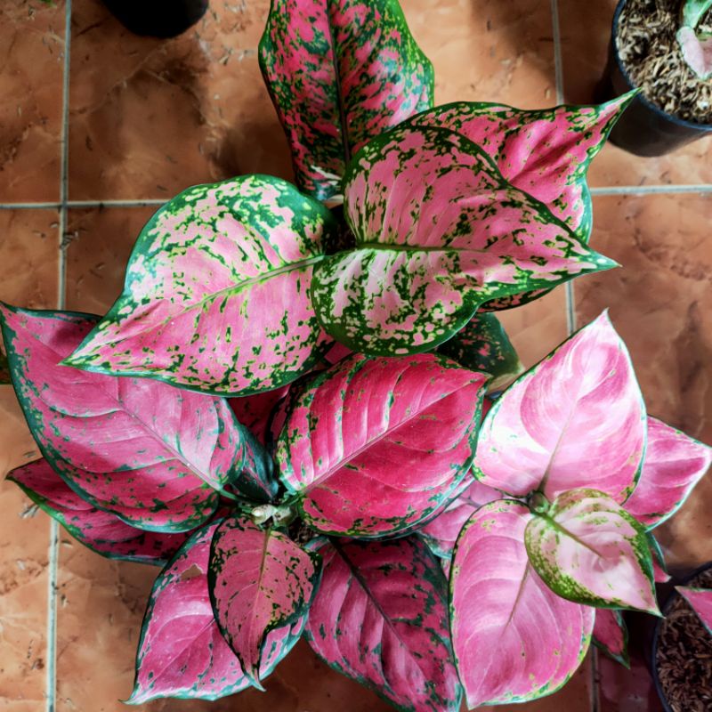 Jual paket red anja catrina dut Anja | Shopee Indonesia