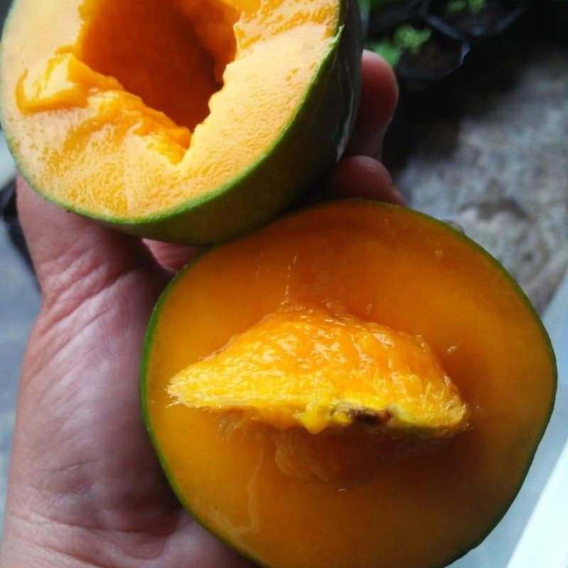 Jual Mangga alpukat Haru manis 5 Kg | Shopee Indonesia