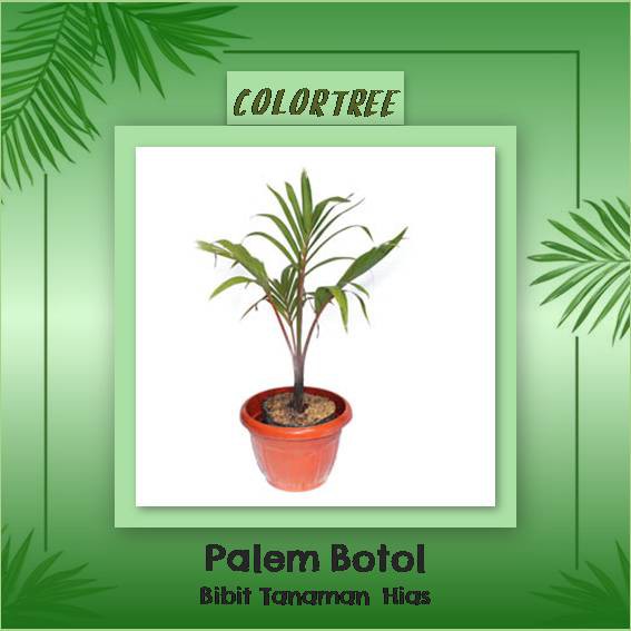 Jual Tanaman Hias Palem Botol 40cm | Shopee Indonesia