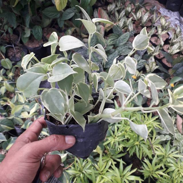 Jual Tanaman hias terang bulan teplan tanaman pot gantung | Shopee ...