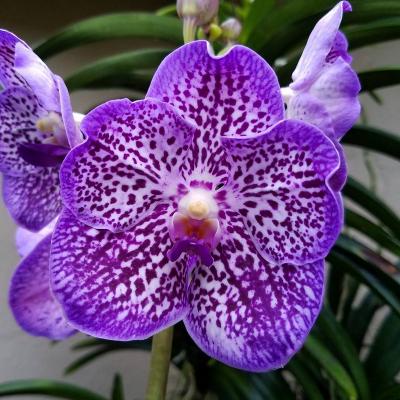Jual Vanda Sunray X Gordon Dilon Black | Shopee Indonesia