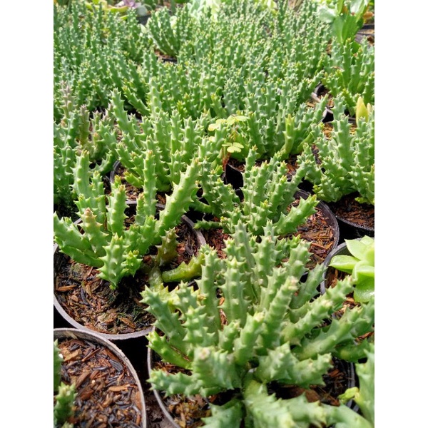 Jual sekulen huernia rimbun + freepot (promotokobaru) | Shopee Indonesia