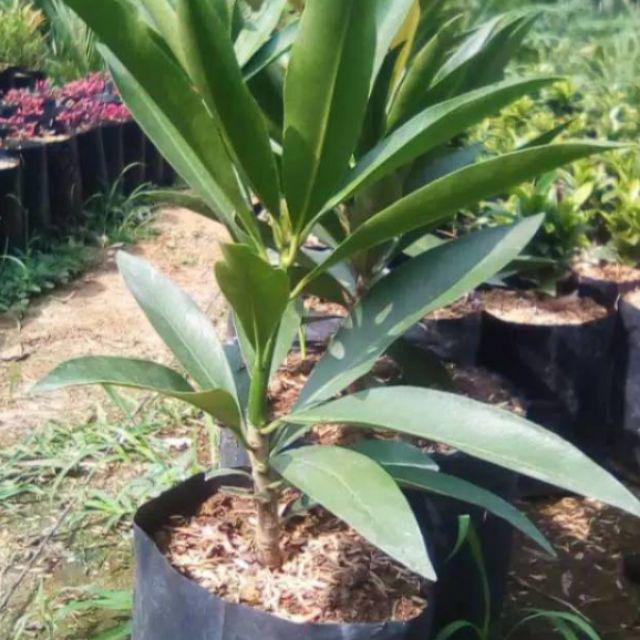 Jual DAUN LEMPENI SEGAR 1KG // ANTI KANGKER // UNTUK PENYAKIT JANTUNG ...