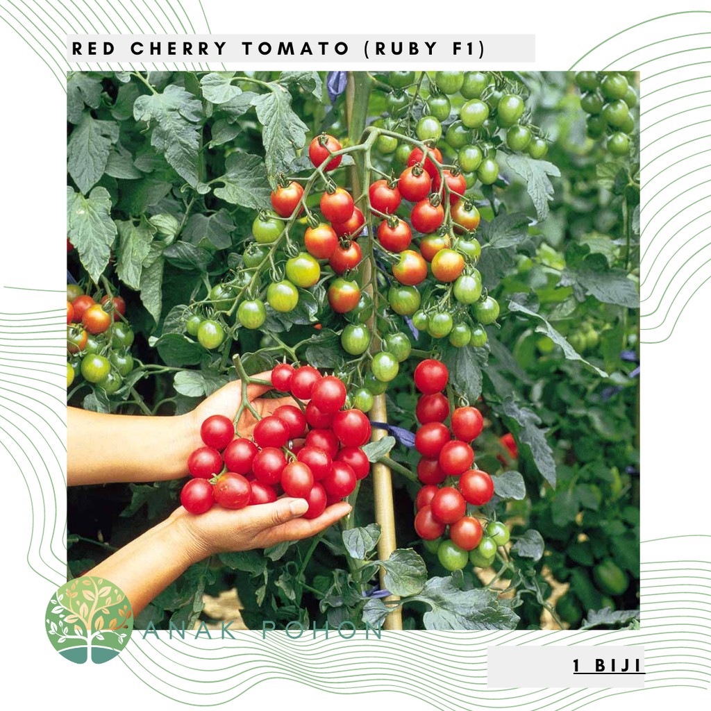Jual Benih Bibit Biji - Red Cherry Tomato Ruby F1 Tomat Mini Ceri Merah ...