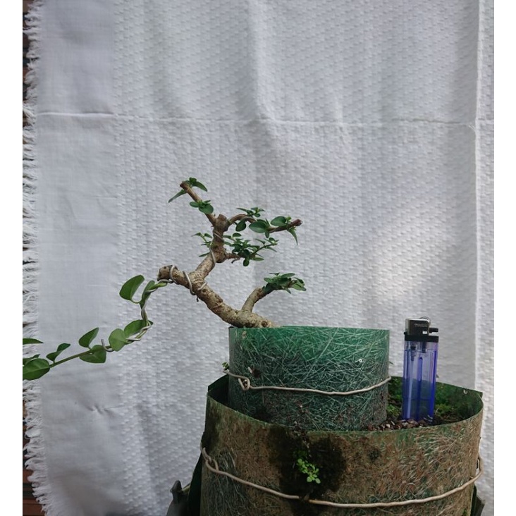 Jual Bonsai Sancang / Tanaman rias Sancang | Shopee Indonesia