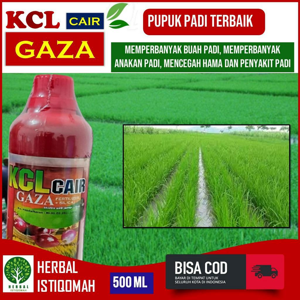 Jual Pupuk KCL Cair Gaza pelebat padi untuk meningkatkan kualitas dan kuantitas hasil panen ...