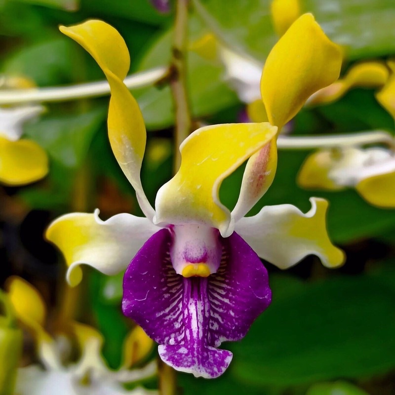 Jual Seedling Dendrobium Heart of Northoaks Primary x Violaceoflavens ...