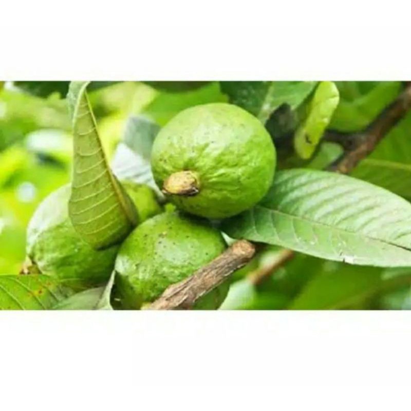 Jual BUAH JAMBU MUDA BIJI SEGAR (1kg)| JAMBU MUDA LANGSUNG PETIK ...