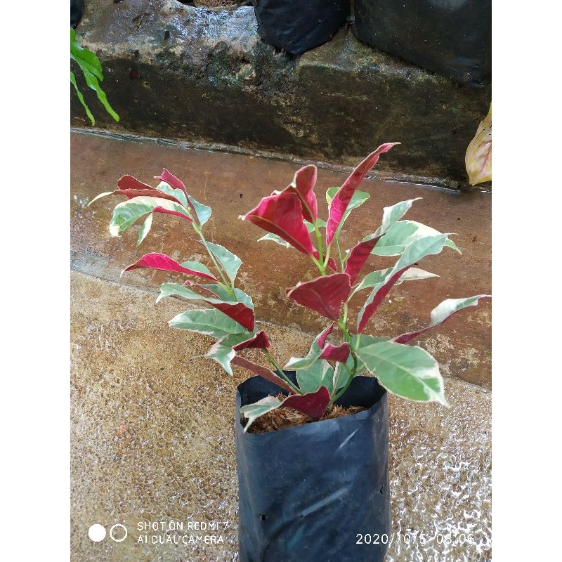 Jual tanaman hias sambang dara merah | Shopee Indonesia