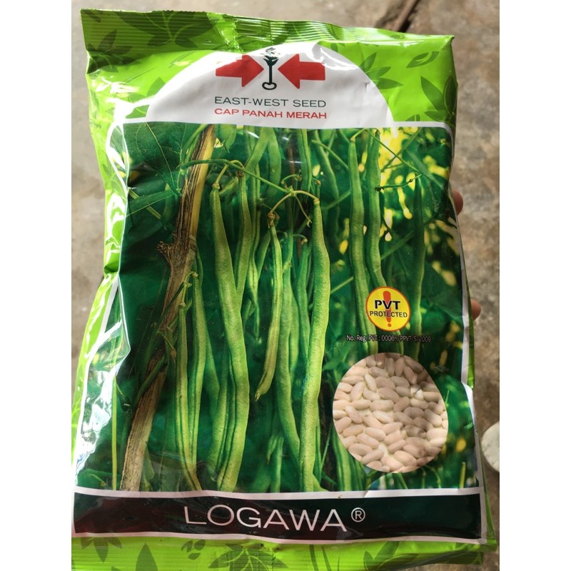 Jual benih buncis logawa ukuran 500 gram | Shopee Indonesia