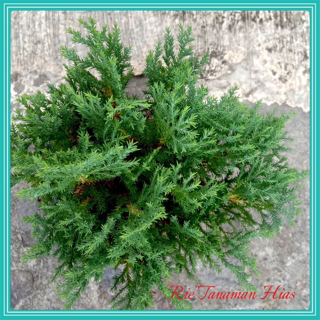 Jual Tanaman Hias CEMARA EMBUN MURAH | Shopee Indonesia