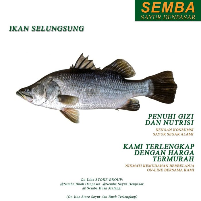 Jual IKAN SLUNGSUNG 1KG seafood DENPASAR BALI sayuran sembako bumbu ...