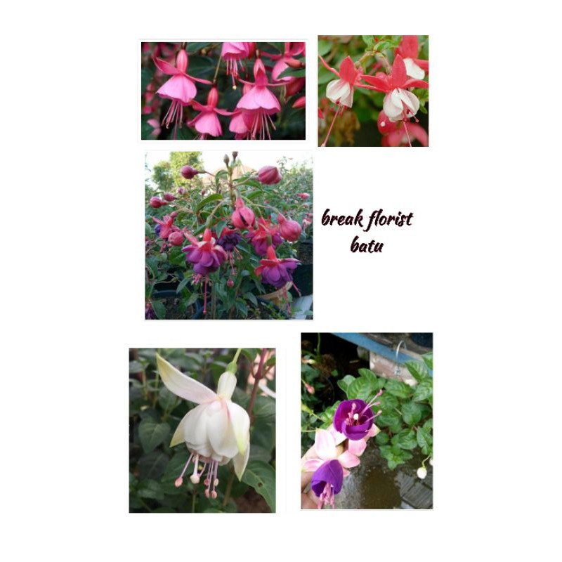 Jual TANAMAN HIAS BUNGA ANTING-ANTING INDIA /Fuchsia magellanica ...
